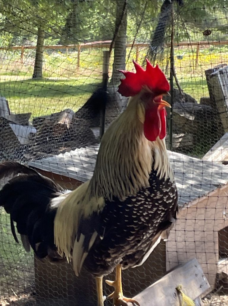 Hei Hei the Chicken Terrorist - EOS Worldwide