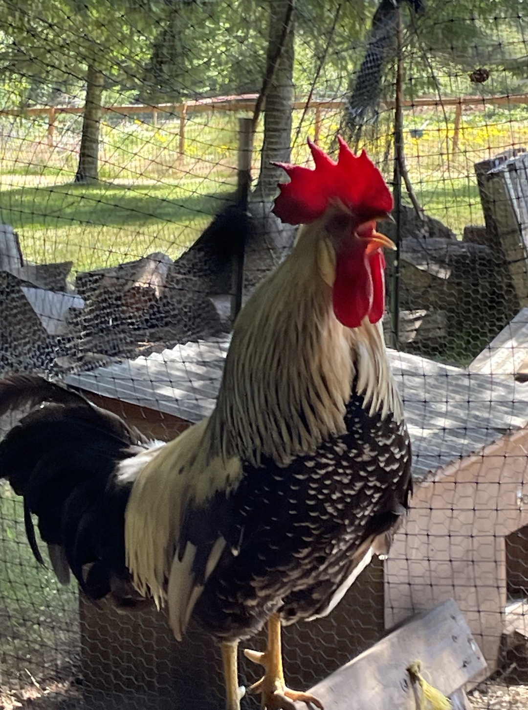 Hei Hei the Chicken Terrorist - EOS Worldwide